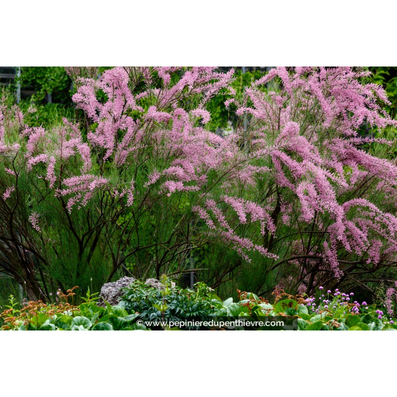 TAMARIX ramosissima 'Pink Cascade', été, rose - Pépinière du Penthièvre ...
