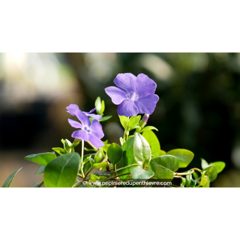 VINCA minor, petite pervenche, bleu, couvre-sol - Pépinière du ...