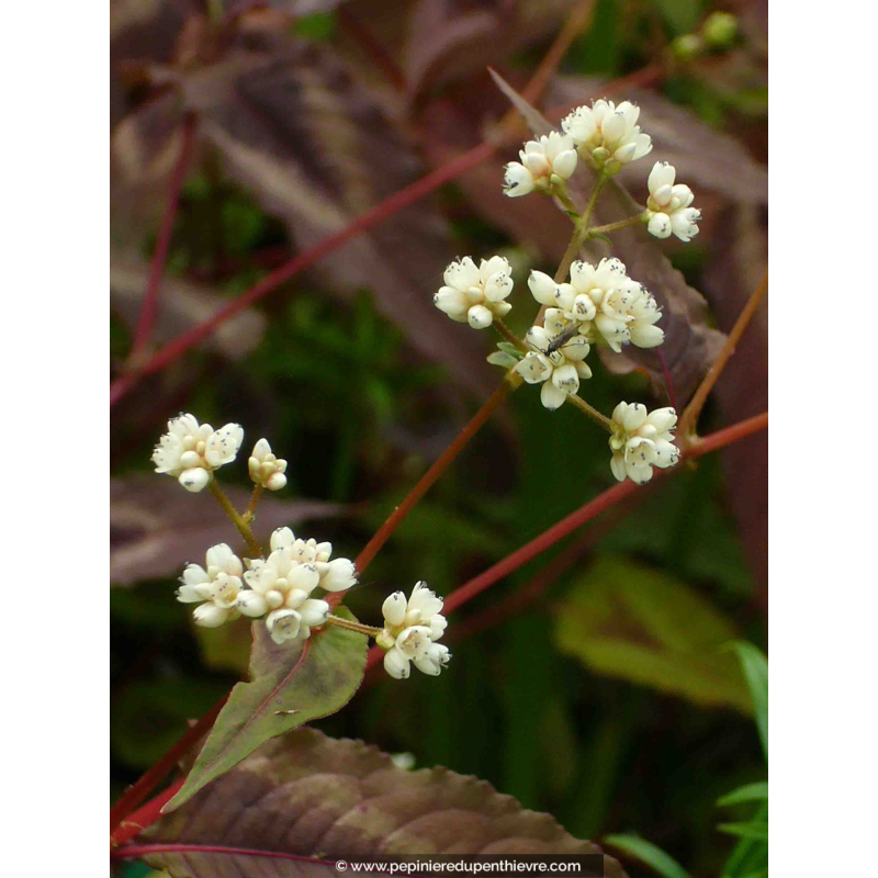 PERSICARIA microcephala 'Red Dragon', panaché - Pépinière du Penthièvre ...