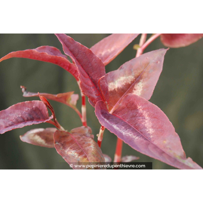 PERSICARIA microcephala 'Red Dragon', panaché - Pépinière du Penthièvre ...