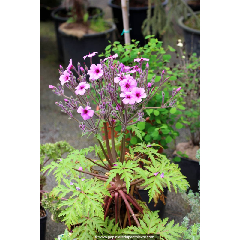 GERANIUM maderense, Géranium de Madère exotique - Pépinière du ...
