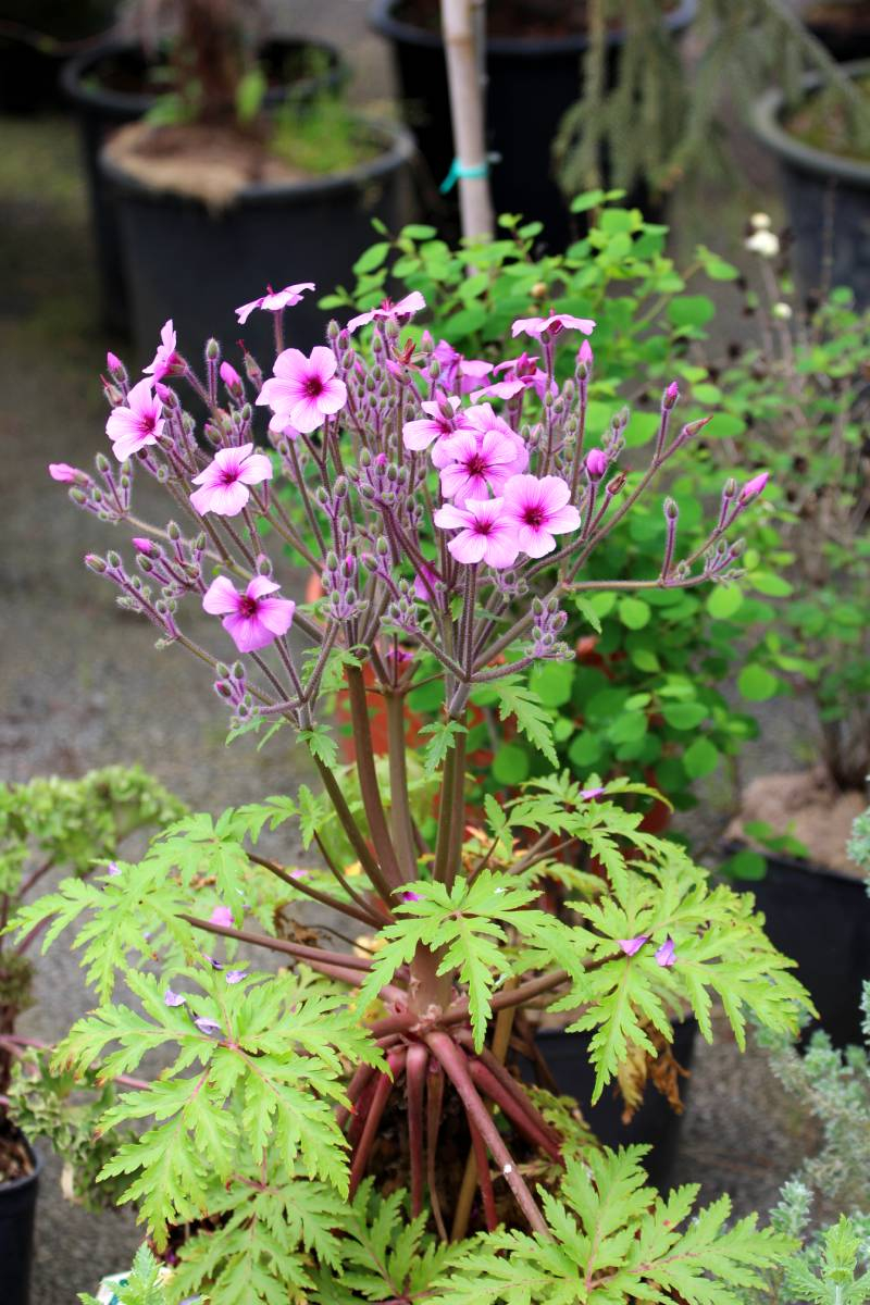 GERANIUM maderense, Géranium de Madère exotique - Pépinière du Penthièvre