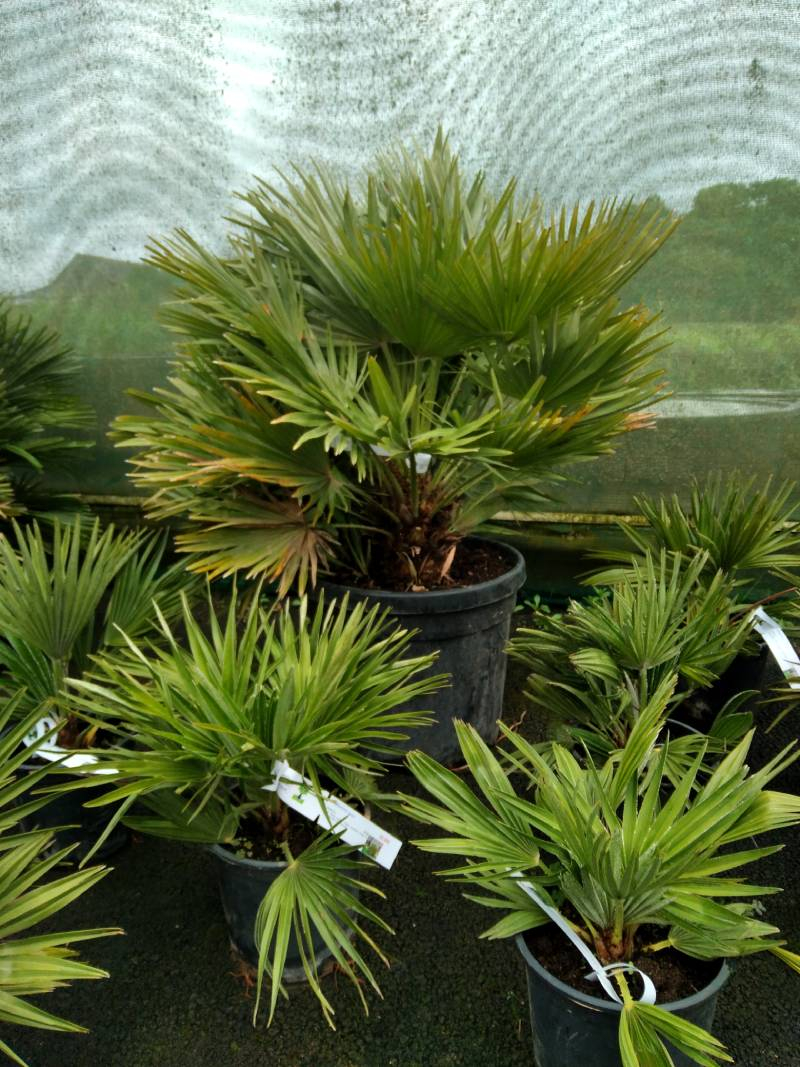 CHAMAEROPS humilis 'Vulcano' ou palmier nain - Pépinière du Penthièvre