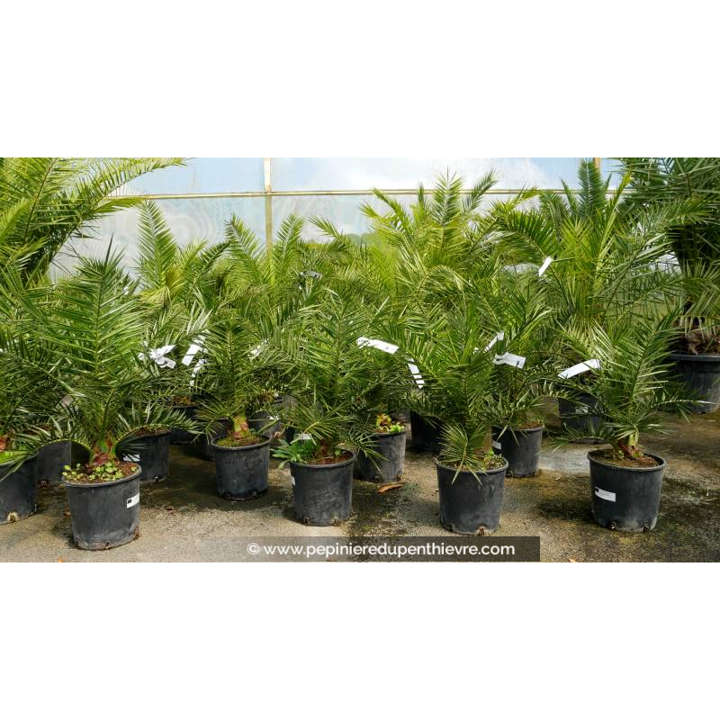 Sitemapcdatahttpsshopinf Inetcomprix Palmier Phoenix 1m50