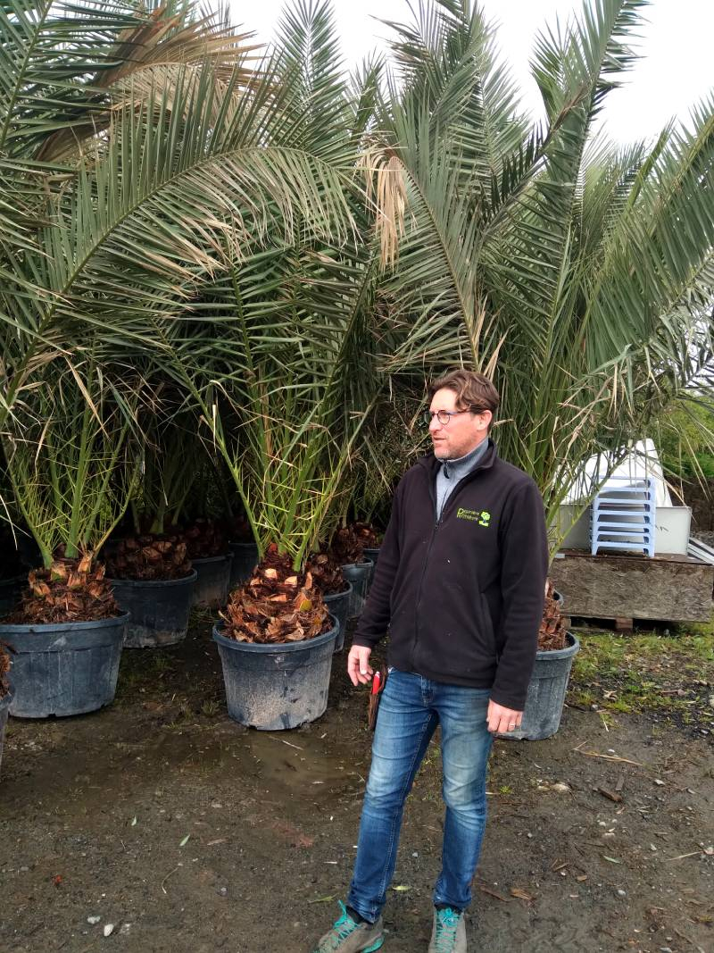 PHOENIX canariensis 'Tronc 40/50', Canaries - Pépinière du Penthièvre
