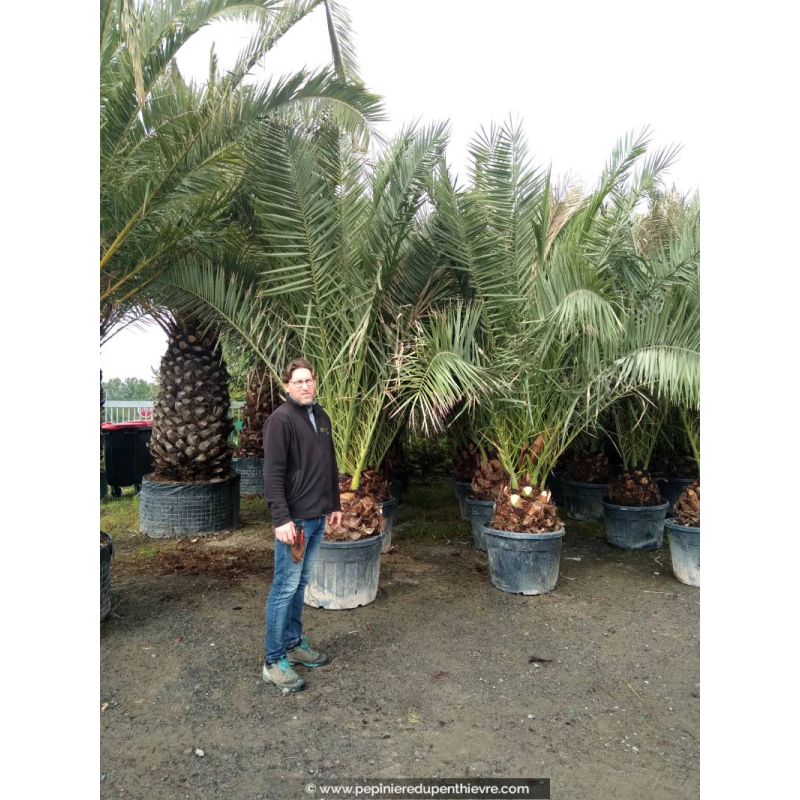 PHOENIX canariensis 'Tronc 50/60', Palmier Canaries - Pépinière du ...