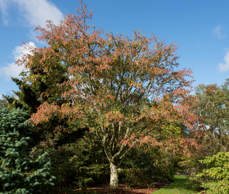 ACER davidii, érable de David, peau de serpent - Pépinière du Penthièvre