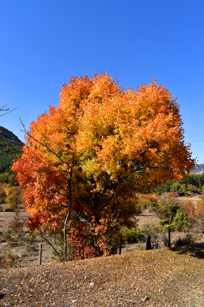 ACER monspessulanum ou Érable de Montpellier - Pépinière du Penthièvre