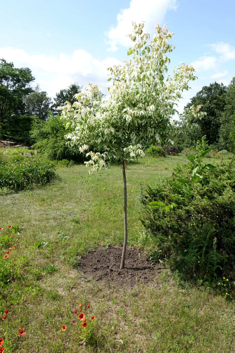 ACER negundo 'Variegatum' ou Érable panaché - Pépinière du Penthièvre