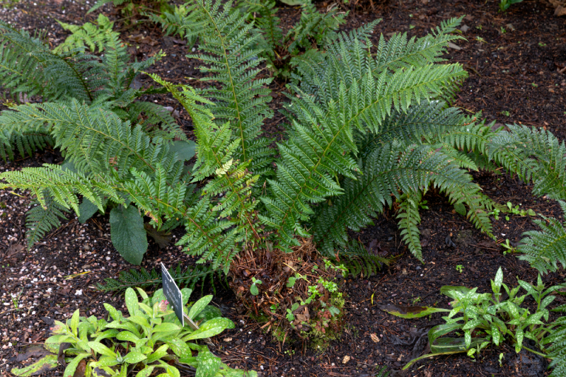 POLYSTICHUM aculeatum, polystic à aiguillons - Pépinière du Penthièvre
