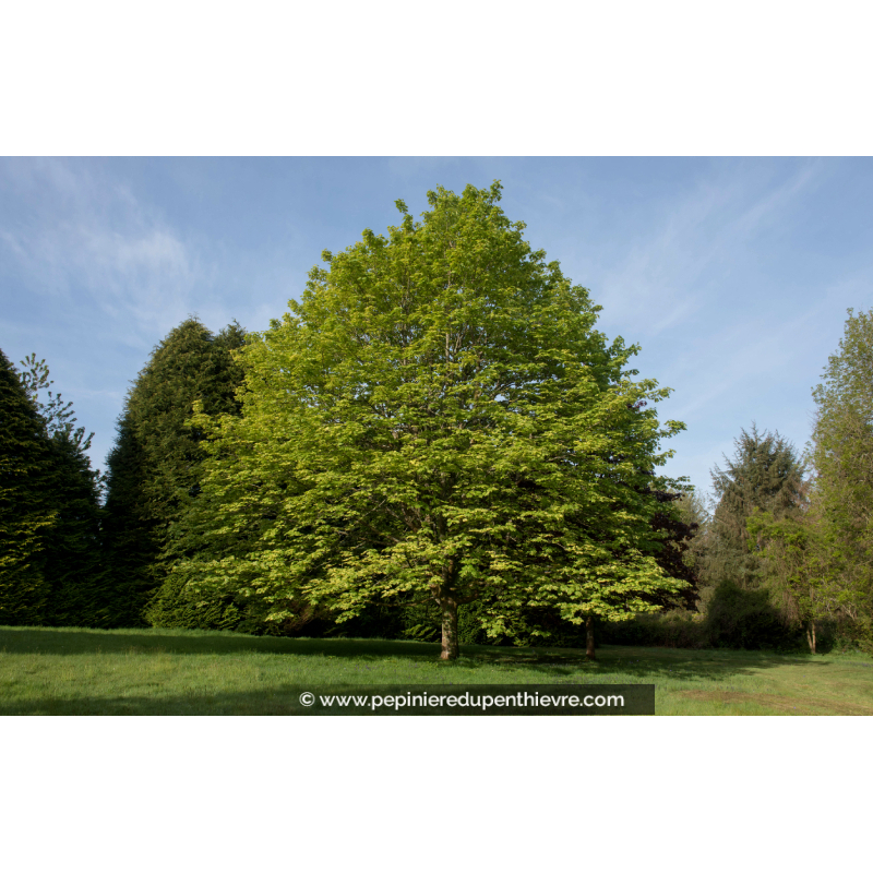 ACER pseudoplatanus ou Érable sycomore, forêt - Pépinière du Penthièvre ...
