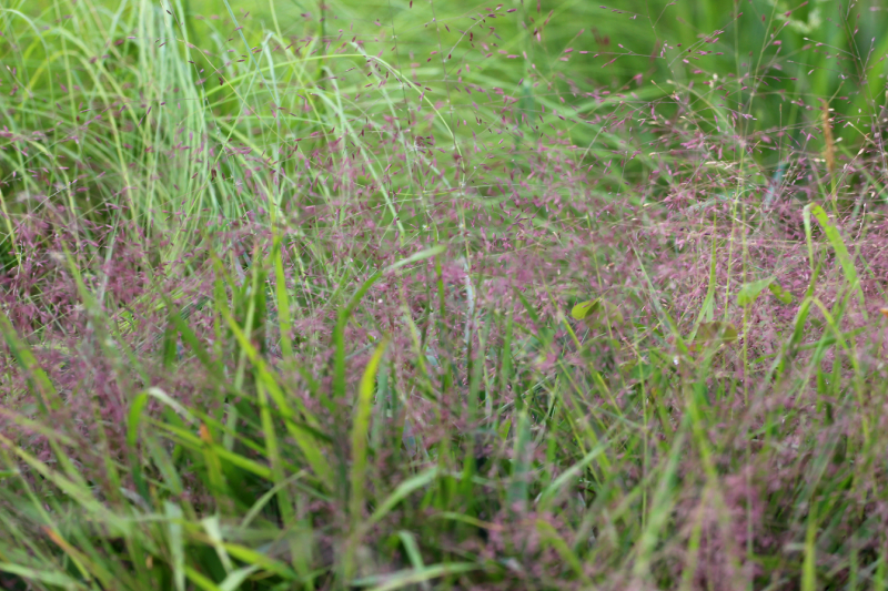 ERAGROSTIS spectabilis, purple love grass, rose - Pépinière du Penthièvre