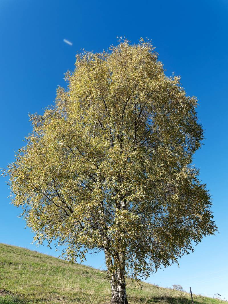 POPULUS tremula, Peuplier tremble, rustique - Pépinière du Penthièvre