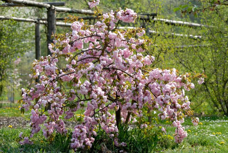 PRUNUS serrulata 'Kiku Shidare Zakura' fleurs - Pépinière du Penthièvre