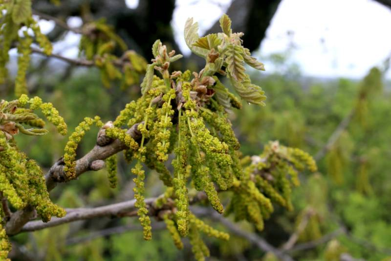 QUERCUS frainetto, Chêne de Hongrie, orange - Pépinière du Penthièvre