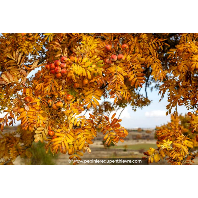 SORBUS domestica, cormier, sorbier domestique - Pépinière du Penthièvre ...