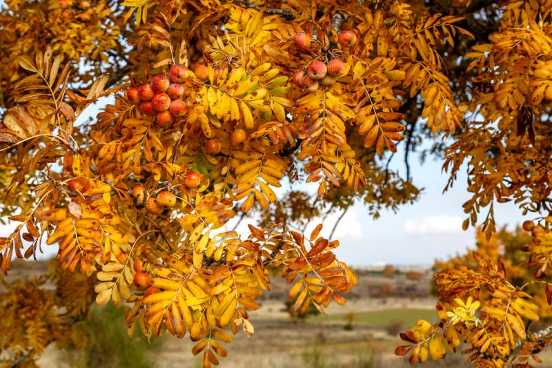 SORBUS domestica, cormier, sorbier domestique - Pépinière du Penthièvre