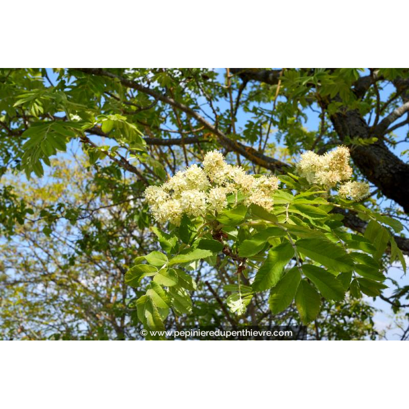 SORBUS domestica, cormier, sorbier domestique - Pépinière du Penthièvre ...