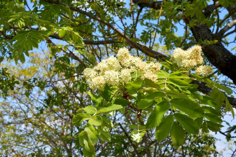 SORBUS domestica, cormier, sorbier domestique - Pépinière du Penthièvre