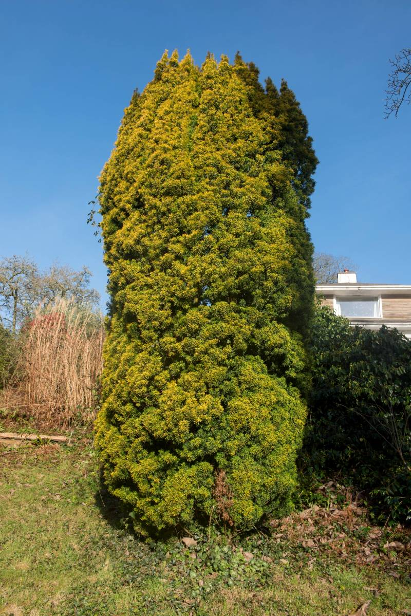 If Fastigiata Aurea | TAXUS baccata ‘Fastigiata Aurea’, If Irlande doré ...