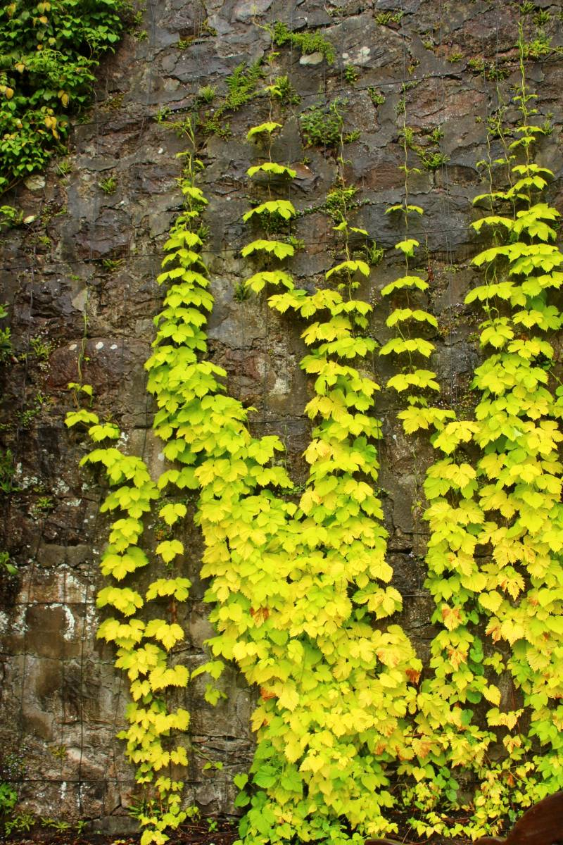 HUMULUS lupulus 'Aureus', houblon doré lumineux - Pépinière du Penthièvre