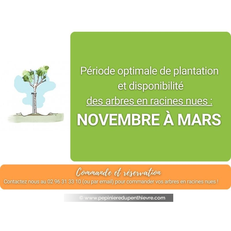 ACER x freemanii 'Autumn Blaze', Érable Freeman - Pépinière du ...