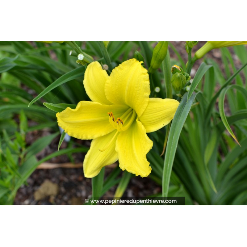 HEMEROCALLIS 'Stella de Oro', hémérocalle, jaune - Pépinière du ...