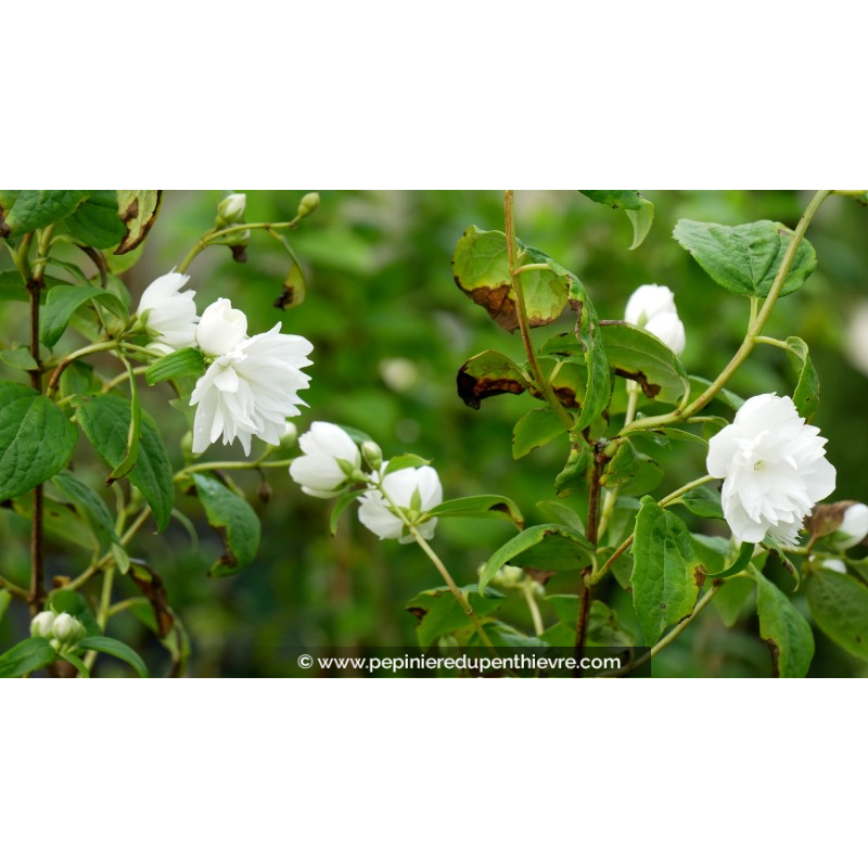 PHILADELPHUS 'Snowflake', séringat double blanc - Pépinière du ...