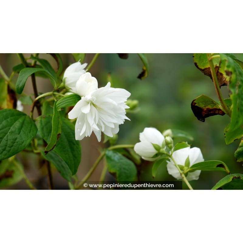 PHILADELPHUS 'Snowflake', séringat double blanc - Pépinière du ...