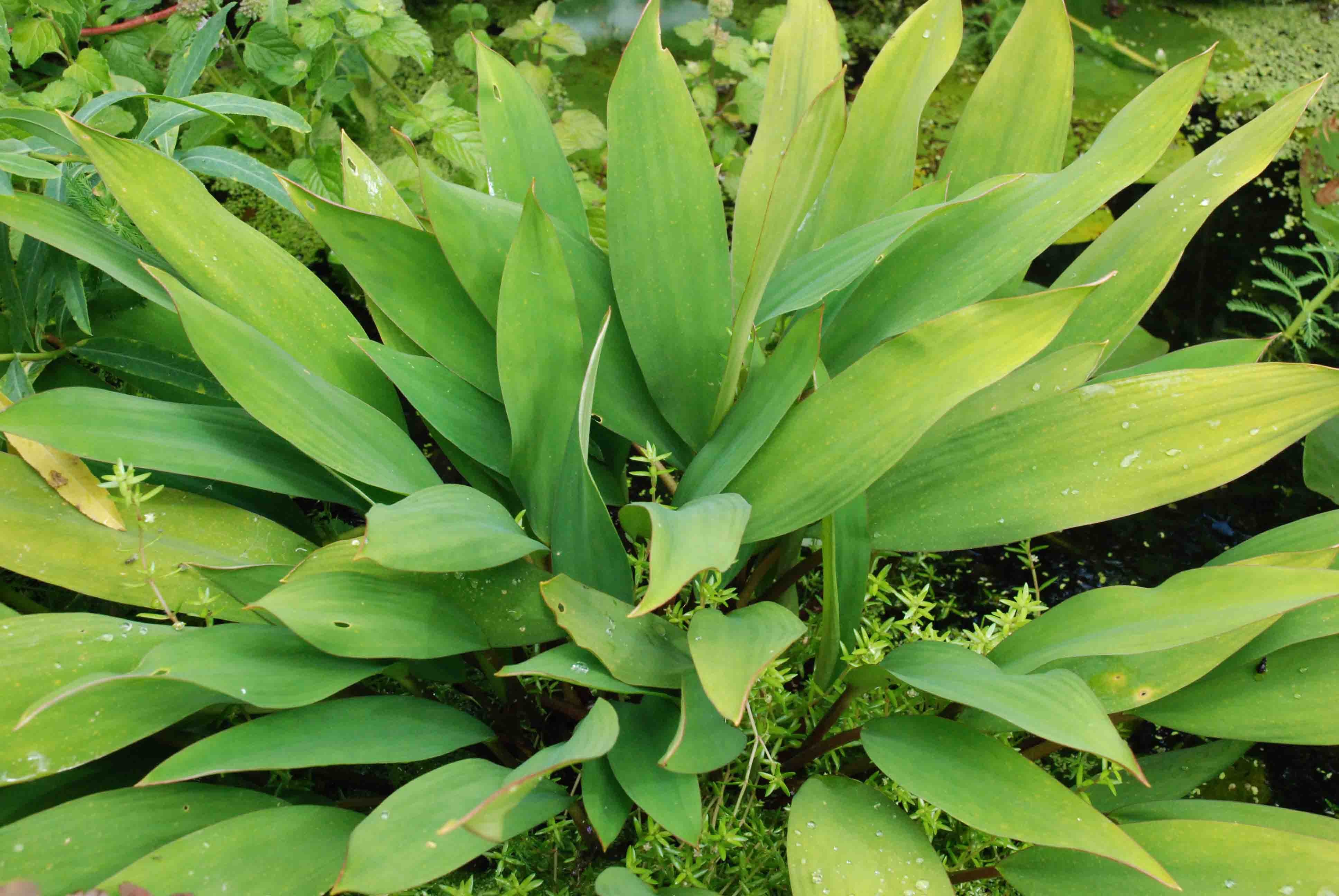 ORONTIUM aquaticum, flamme d'eau, aquatique - Pépinière du Penthièvre