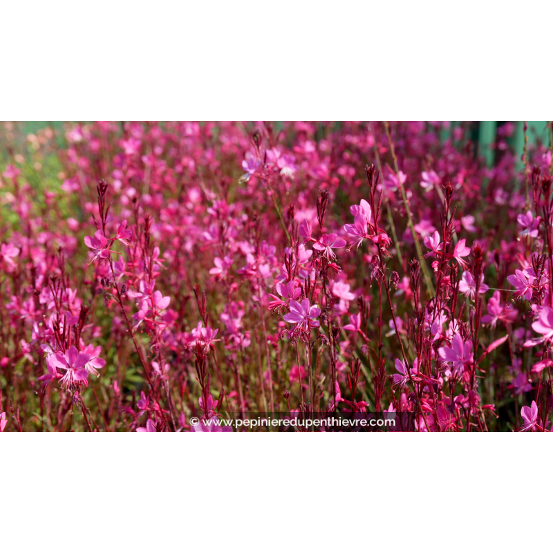 GAURA lindheimeri 'Red Color' ou gaura rouge - Pépinière du Penthièvre ...