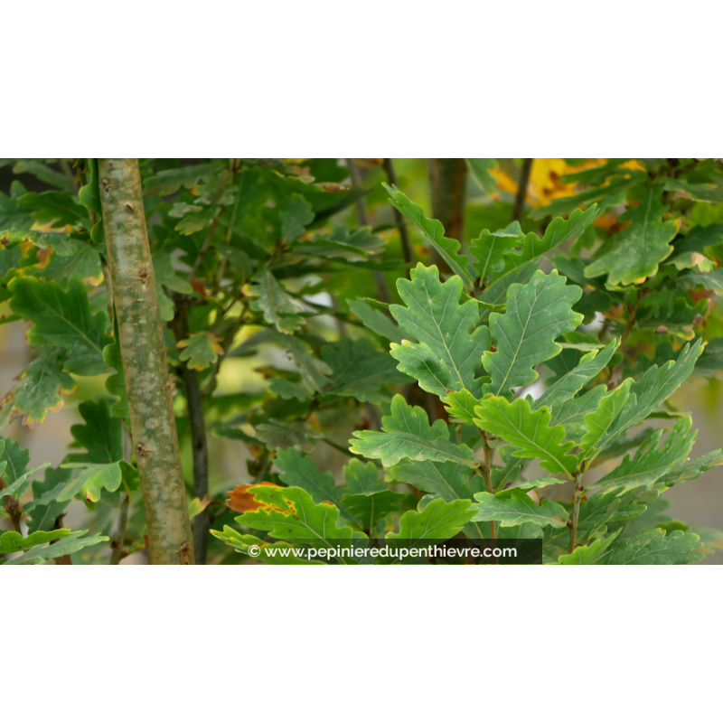 QUERCUS robur 'Fastigiata' ou chêne pédonculé - Pépinière du Penthièvre ...