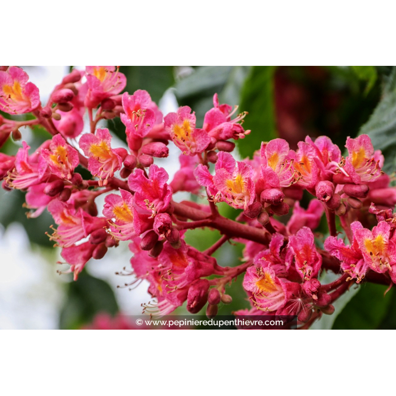 AESCULUS carnea "Marronnier à fleurs rouges" - Pépinière du Penthièvre ...