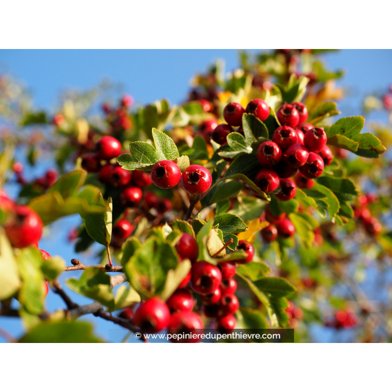CRATAEGUS monogyna, Aubépine, Épine blanche - Pépinière du Penthièvre ...