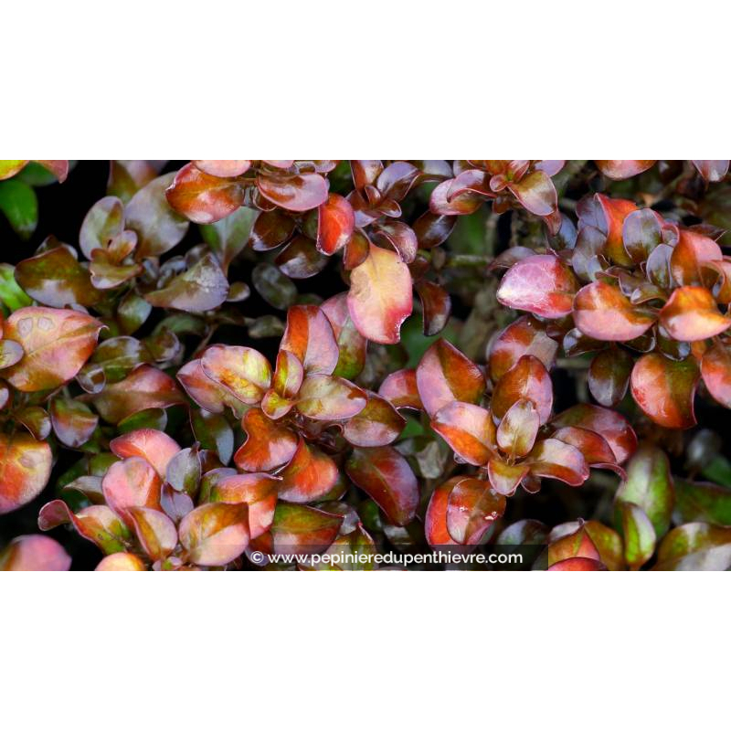 COPROSMA 'Pina Colada, Plante miroir, coprosme - Pépinière du ...