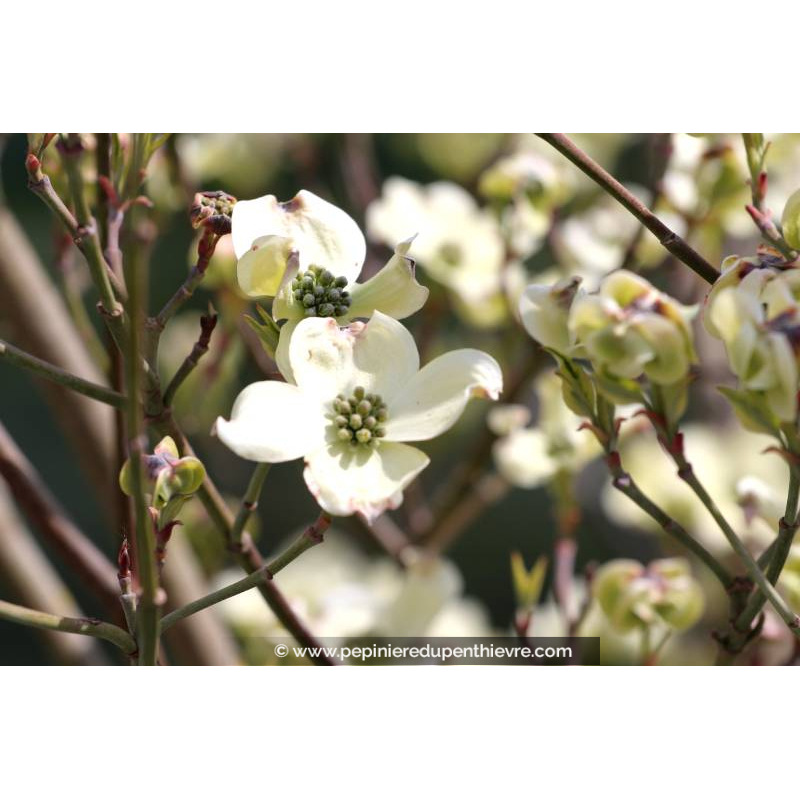 CORNUS florida 'Cherokee Daybreak', évolutif - Pépinière du Penthièvre ...