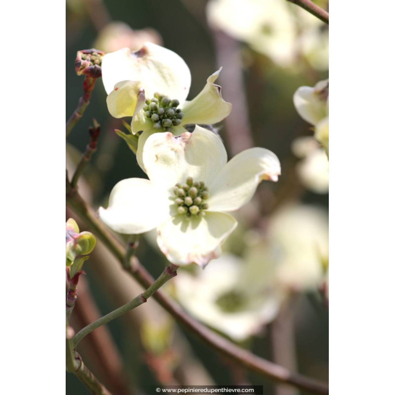 CORNUS florida 'Cherokee Daybreak', évolutif - Pépinière du Penthièvre ...