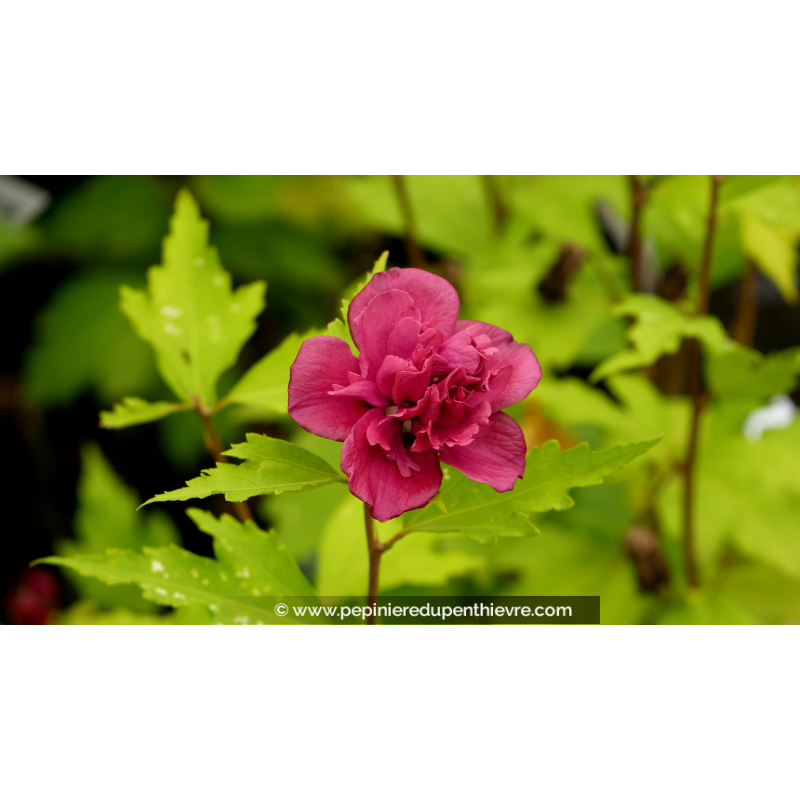 HIBISCUS FRENCH CABARET® 'Red', rouge pourpre - Pépinière du Penthièvre ...