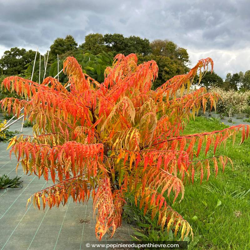 RHUS typhina 'Tiger Eyes', Sumac de Virginie - Pépinière du Penthièvre ...