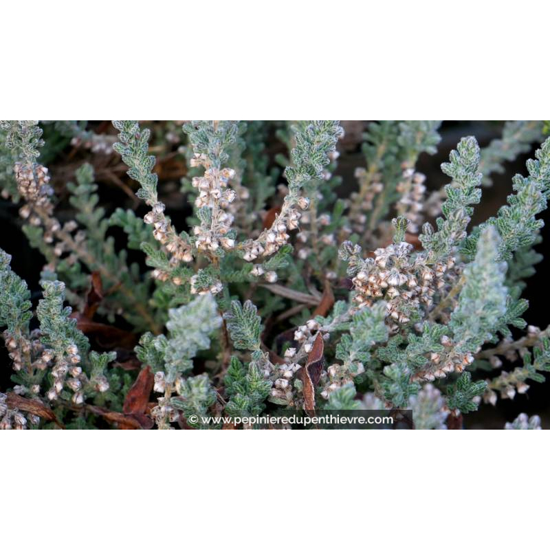 CALLUNA vulgaris 'Silver Knight' gris argenté - Pépinière du Penthièvre ...
