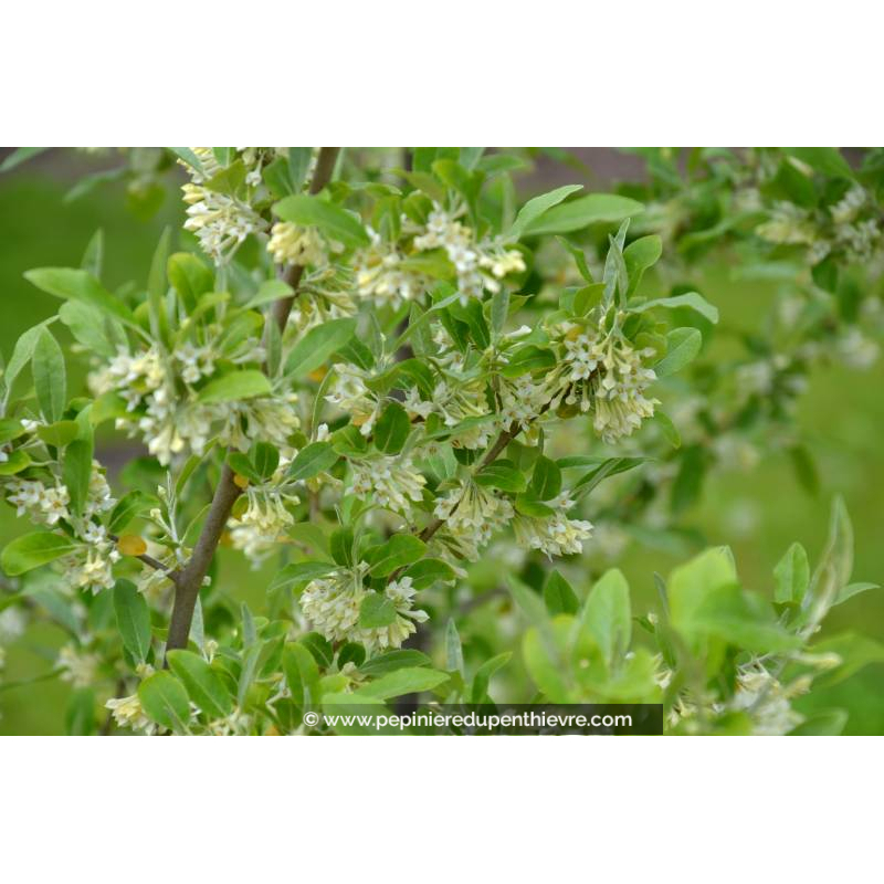 ELAEAGNUS umbellata, Chalef d'automne, baies - Pépinière du Penthièvre ...