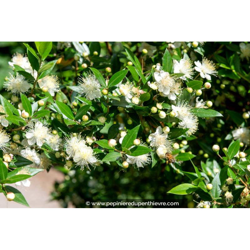 MYRTUS communis, Myrte commun, Herbe lagui - La Pépinière du Penthièvre ...