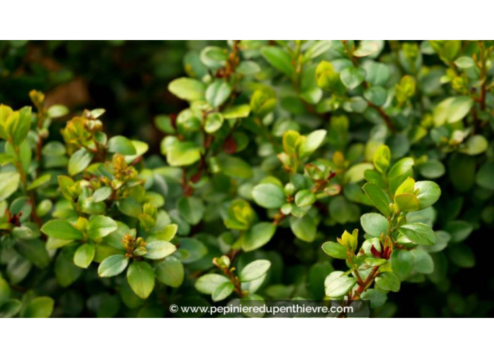 MYRSINE africana, Buis africain, port souple - Pépinière du Penthièvre ...