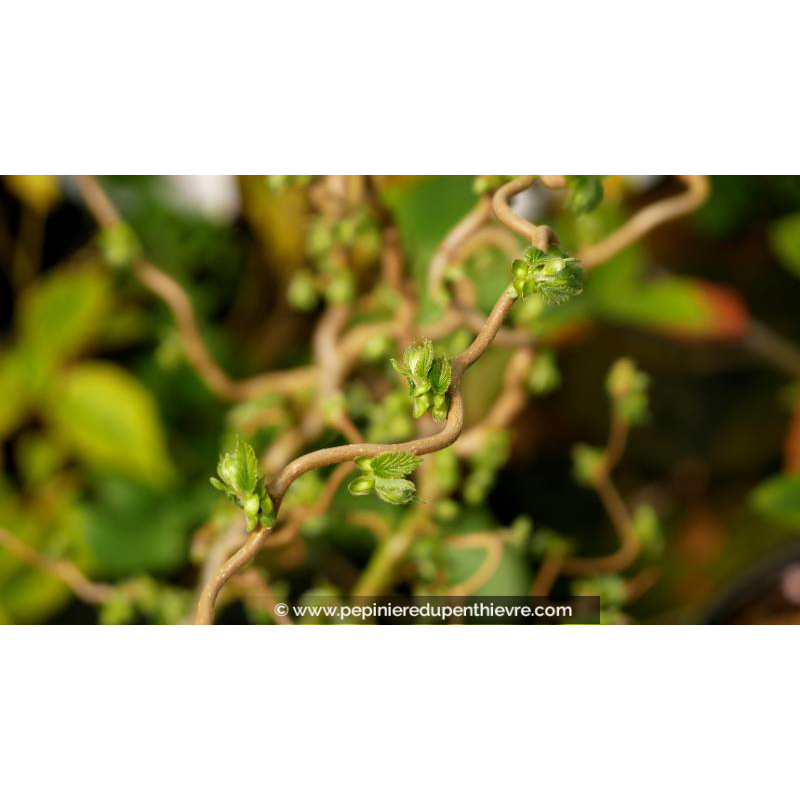 CORYLUS 'Twister' ou Noisetier tortueux nain - Pépinière du Penthièvre ...