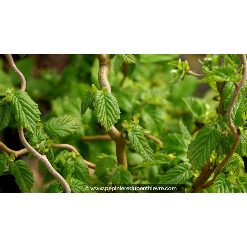 CORYLUS 'Twister' ou Noisetier tortueux nain - Pépinière du Penthièvre ...