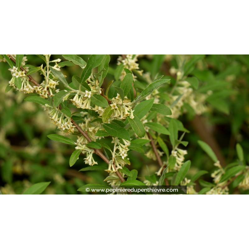 ELAEAGNUS umbellata, Chalef d'automne, baies - Pépinière du Penthièvre ...