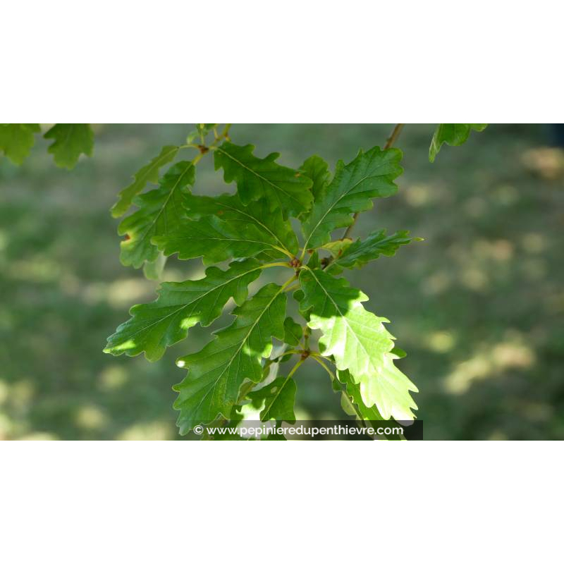 QUERCUS petraea, Chêne sessile, Chêne rouvre - Pépinière du Penthièvre ...