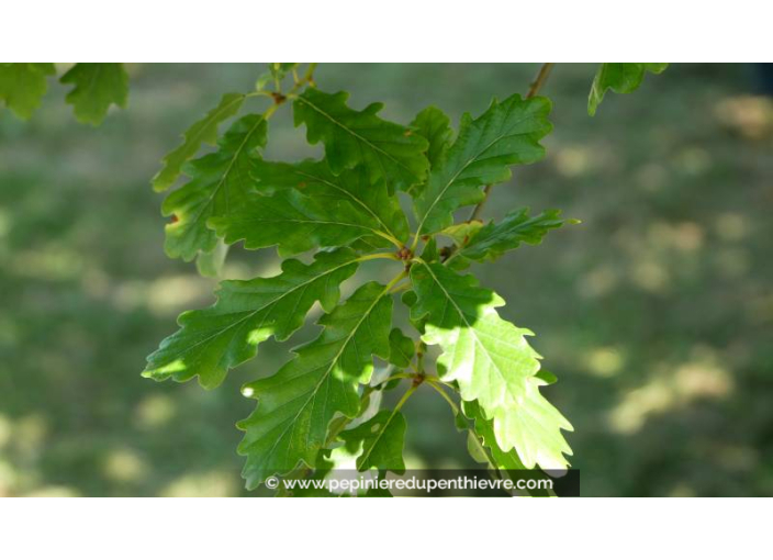 QUERCUS petraea, Chêne sessile, Chêne rouvre - Pépinière du Penthièvre ...