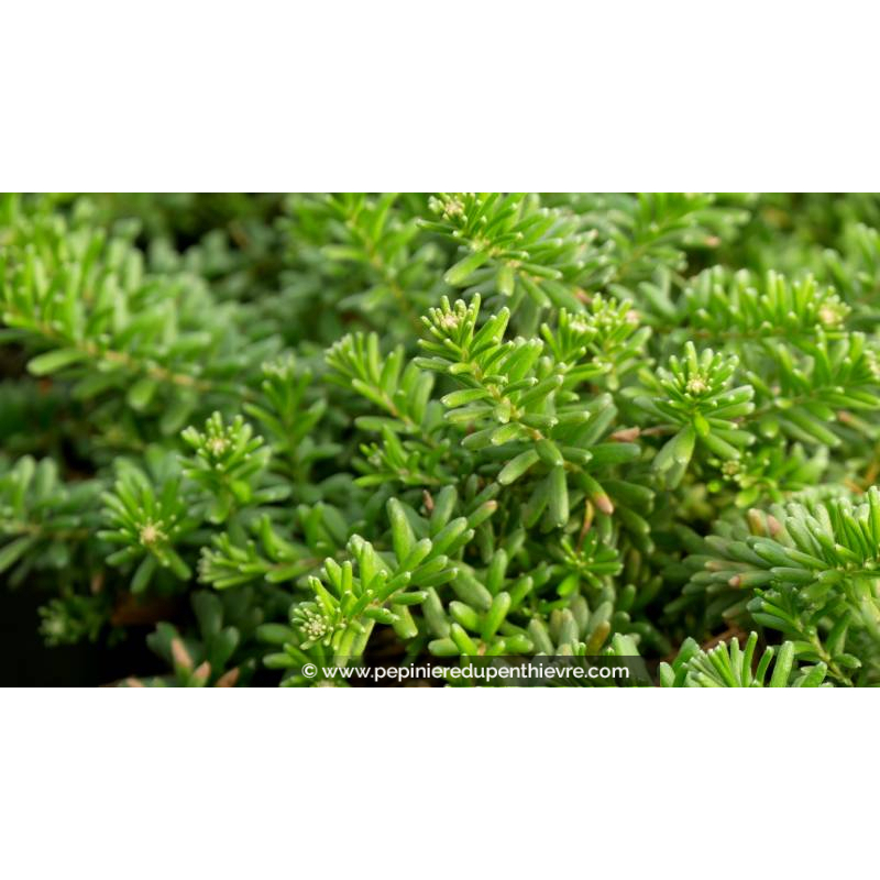 Grévillea 'Mount Tamboritha', persistant, rosé - Pépinière du Penthièvre - Pépinière du Penthièvre