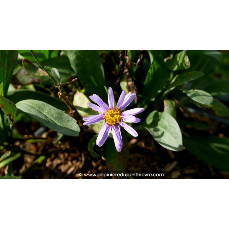 ASTER amellus 'Rudolph Goethe', Aster d'été violet - Pépinière du ...